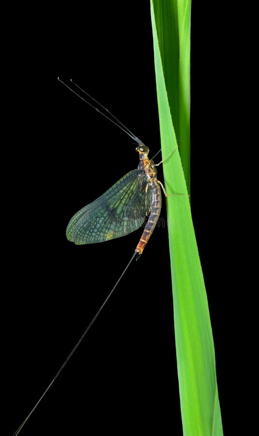 Mayfly 4 stock image. Image of ephemera, animal, isolated - 42577135