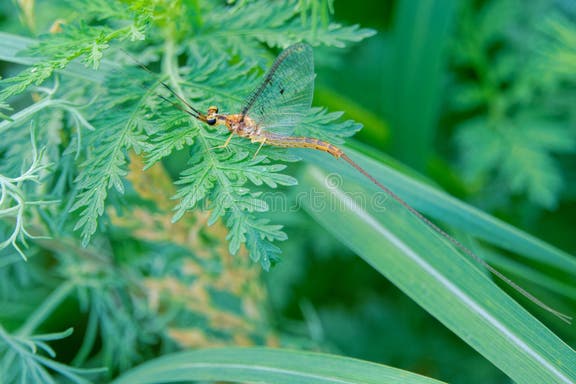 Mayfly stock image. Image of wild, ephemerida, insects - 271854477