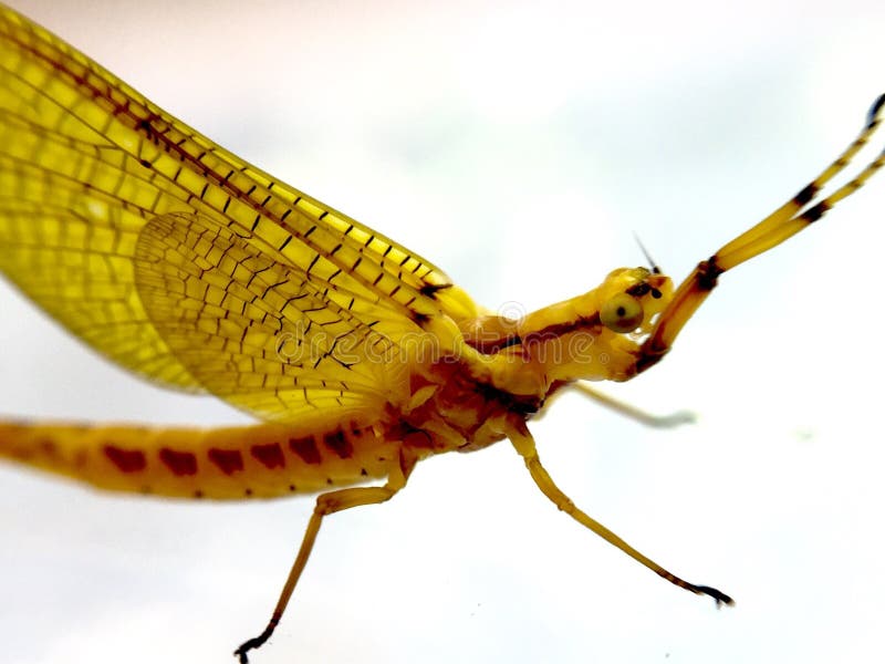 Mayfly Stock Photos - Download 634 Royalty Free Photos