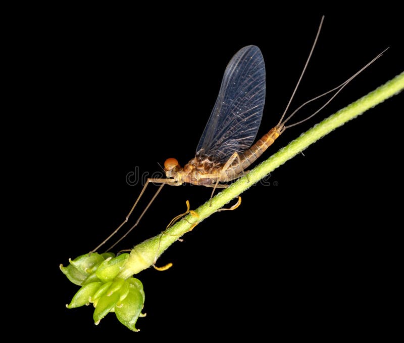 Mayfly closeup stock photo. Image of ephemeroptera, insect - 320572844