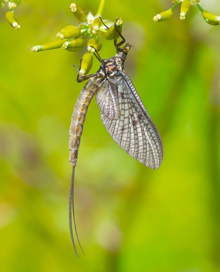 Mayfly (Ephemera danica) stock photo. Image of mayfly - 16209490