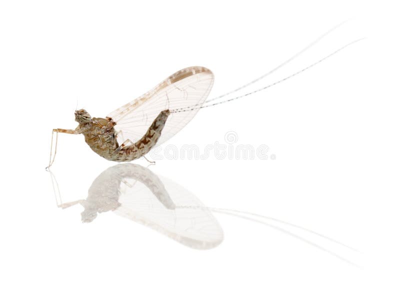 Mayfly or Ephemeroptera stock photo. Image of shortlived - 28598036