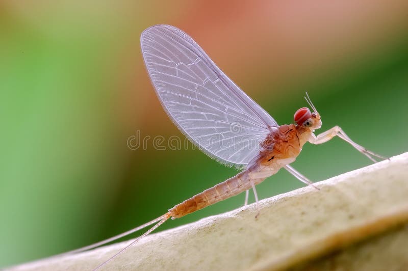 Mayfly or Ephemeroptera stock photo. Image of shortlived - 28598036