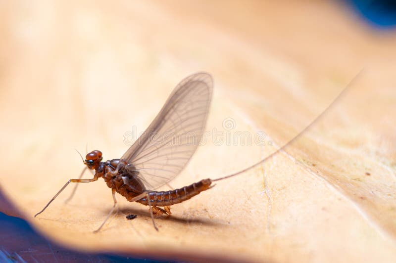 Mayfly Sitting Leaf Stock Photos - Free & Royalty-Free Stock Photos ...