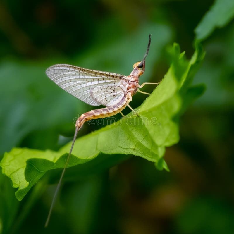 Mayfly (Ephemeroptera) Macro, Perched on a Leaf Stock Photo - Image of ...