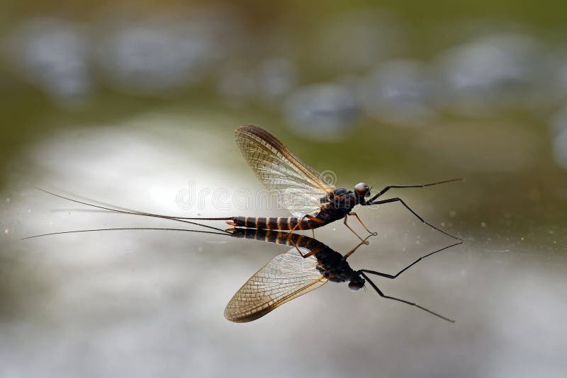 Mayfly, Ephemeroptera on a Mirrored Glossy Surface Stock Image - Image ...