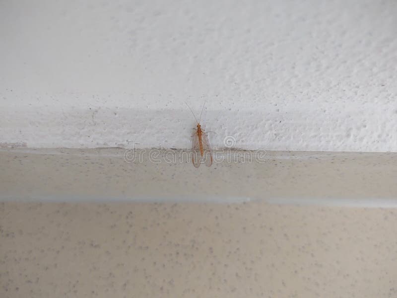 Mayfly Ephoron and the Skin on the Wall or the Window Stock Image ...