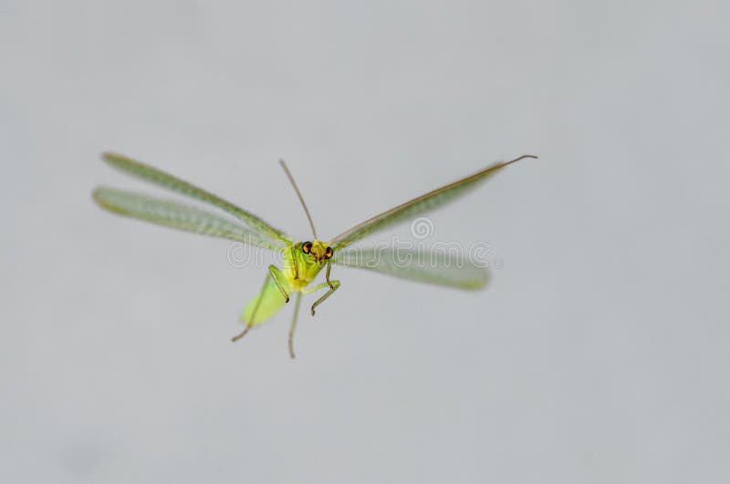Close-up of Mayfly in Flight Stock Image - Image of ephemeroptera ...