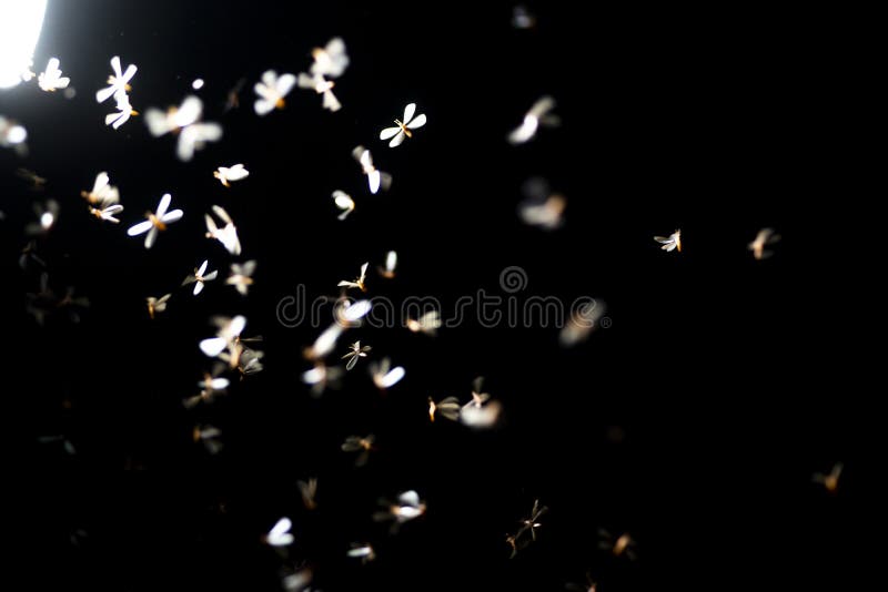 Mayfly Flying Light Playing Night Time Stock Image - Image of black ...