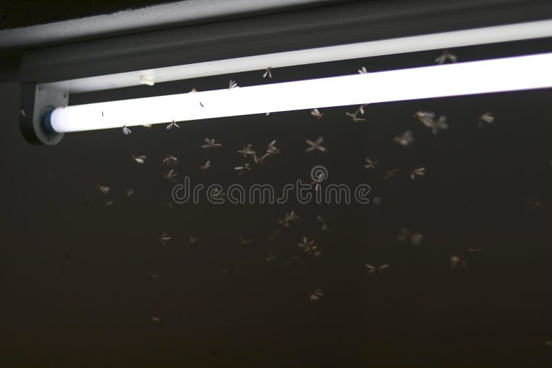 Mayfly are Flying, Playing Around the Fluorescent Lights. Stock Image ...