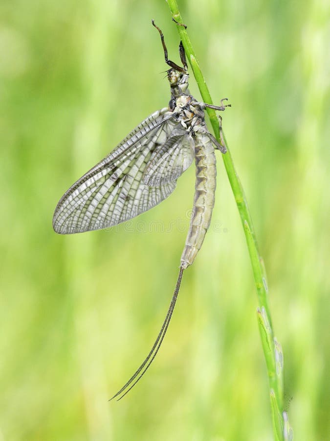 Mayfly on grass stock photo. Image of grass, outdoor - 12193332