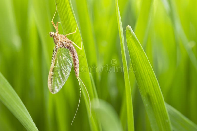 Mayfly on grass stock image. Image of lateral, lake, wild - 91818343