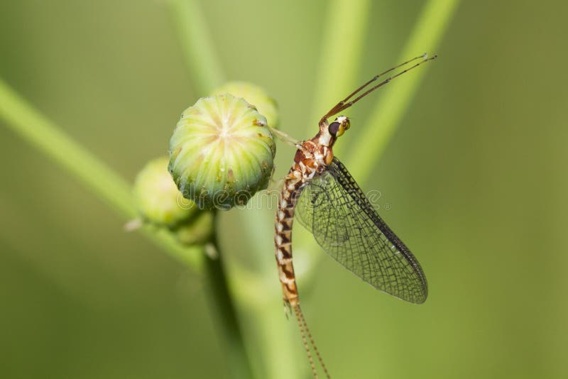 Mayfly stock photo. Image of green, brown, nature, antenna - 22822908