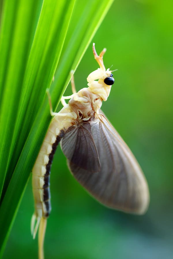 Mayfly or Ephemeroptera stock photo. Image of shortlived - 28598036