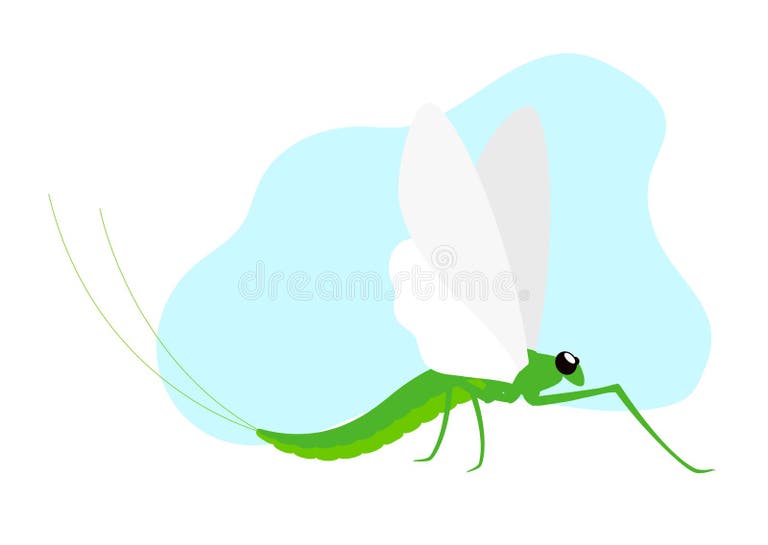 Mayfly Insect stock vector. Illustration of insecticide - 94297755