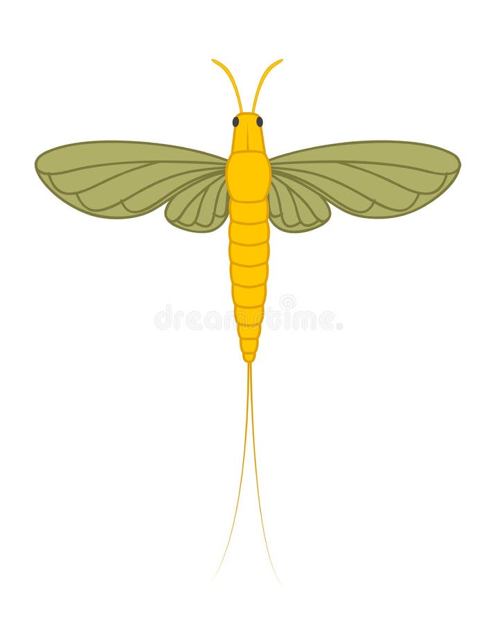 Mayfly Insect Fly Fishing Portrait Stock Illustration - Illustration of ...