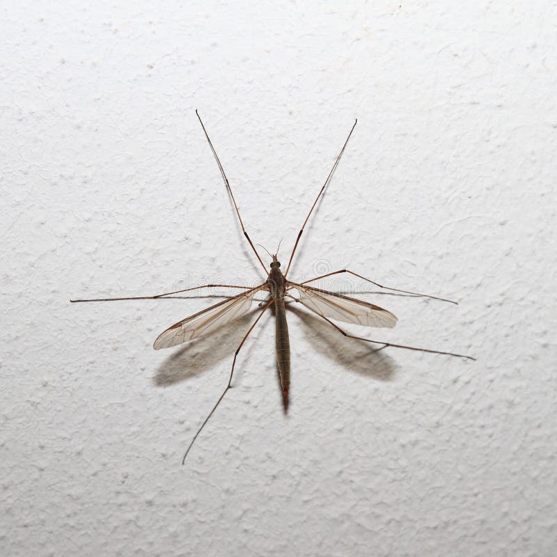 Mayfly stock photo. Image of ephemeroptera, mayflies - 58980088