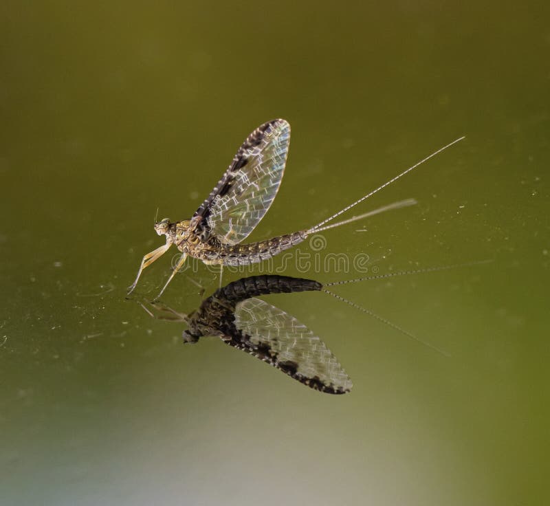 Mayfly insect reflection stock photo. Image of green - 396934654