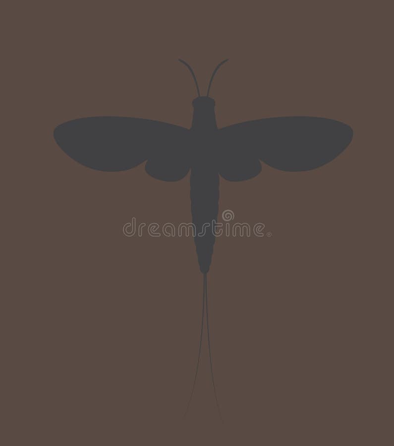Mayfly Stock Illustrations – 227 Mayfly Stock Illustrations, Vectors ...