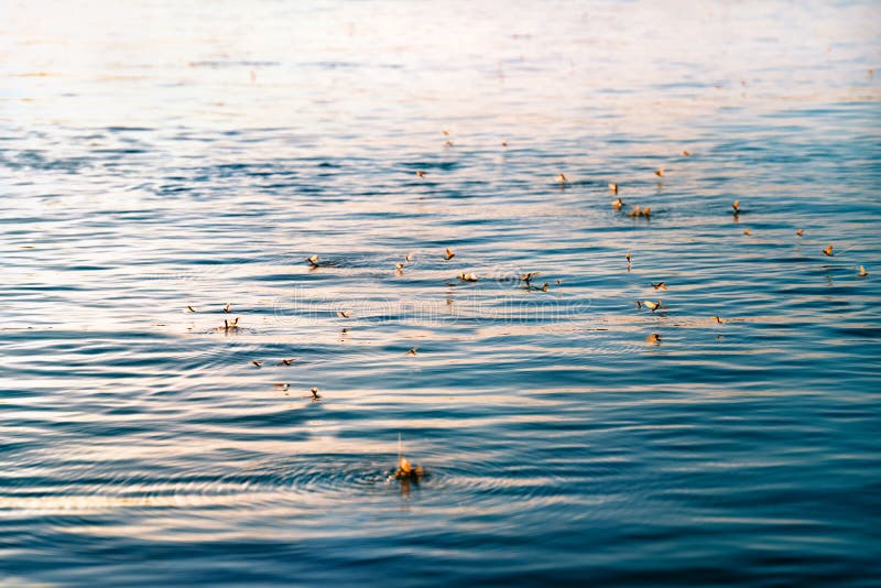 Mayfly insects on water stock photo. Image of cloud - 249207038