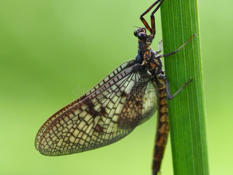 Mayfly stock image. Image of plant, wings, macro, nature - 372216475