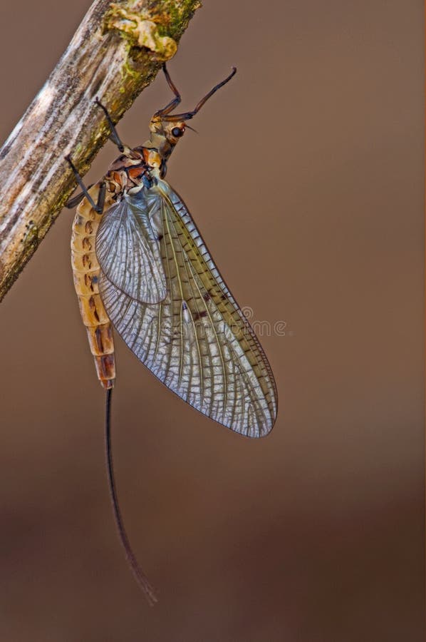 The mayfly that may fly stock image. Image of insect - 24668279