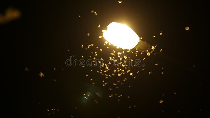 Mayfly, Moth Flying Around Light in Night Time Stock Video - Video of ...