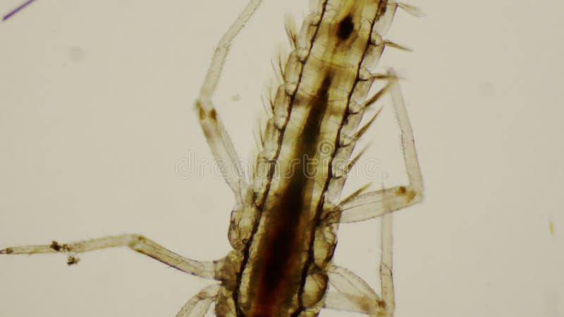 Mayfly Nymph, Dorsal View Under the Microscope in 4k Stock Footage ...