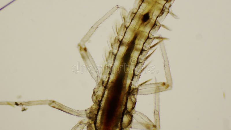 Mayfly Nymph, Dorsal View Under the Microscope in 4k Stock Video ...