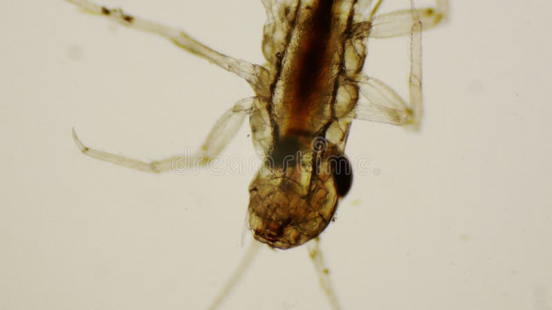 Mayfly Nymph, Dorsal View Under the Microscope in 4k Stock Video ...
