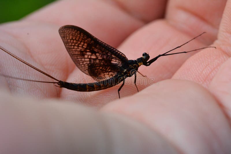 Mayfly pattern stock image. Image of extendet, mayfly - 73913055