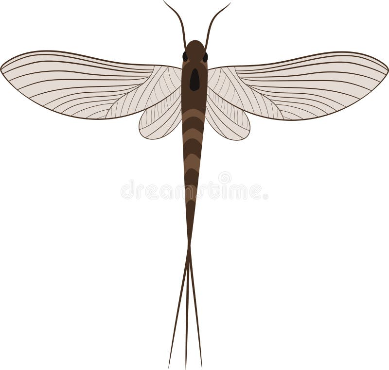 Mayfly stock vector. Illustration of mayfly, editable - 255524604