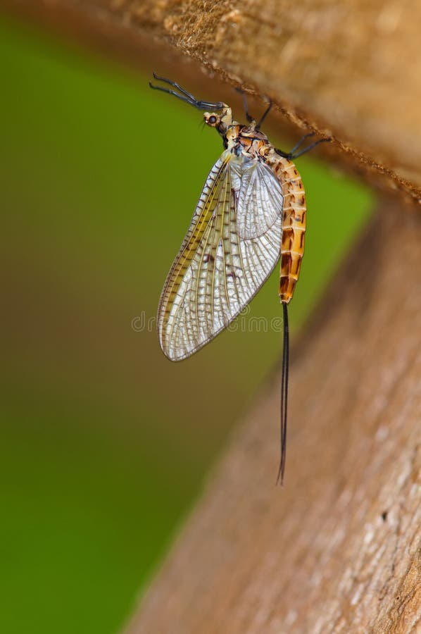 Mayfly Resting Under Old Timber Bridge Stock Image - Image of mayfly ...