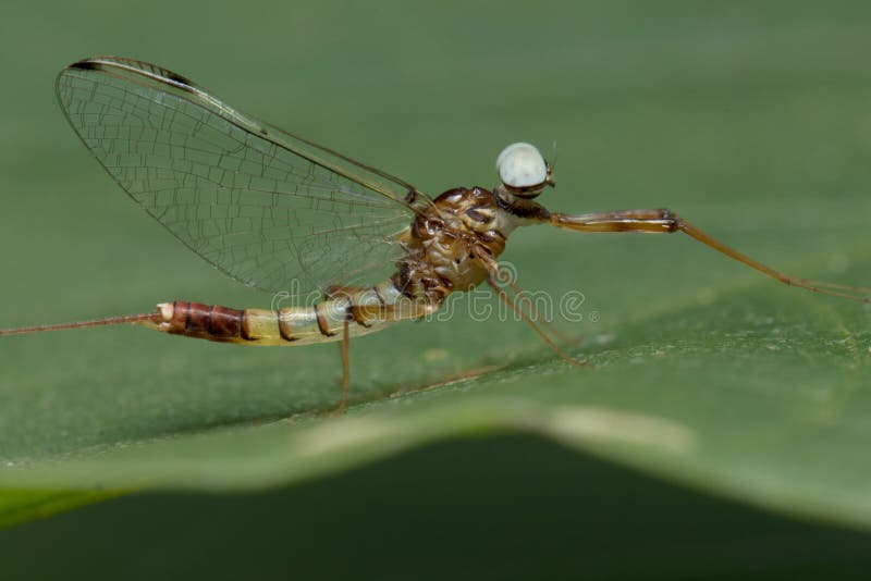 Mayfly in Southeast Asia. stock photo. Image of asia - 77518008