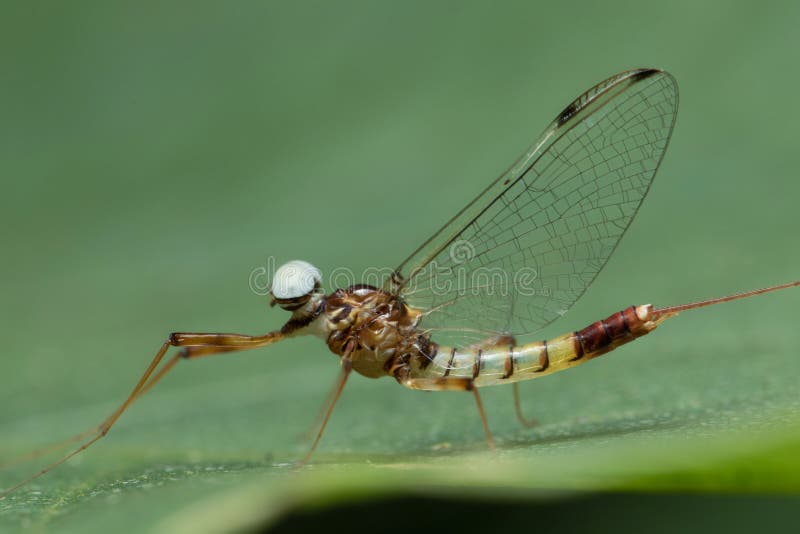 Mayfly in Southeast Asia. stock photo. Image of forest - 77519394