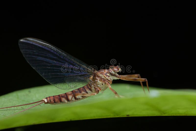 Mayfly in Southeast Asia. stock image. Image of garden - 77519837