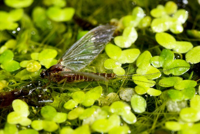 Mayfly Spinner on Water stock photo. Image of unique - 72770470