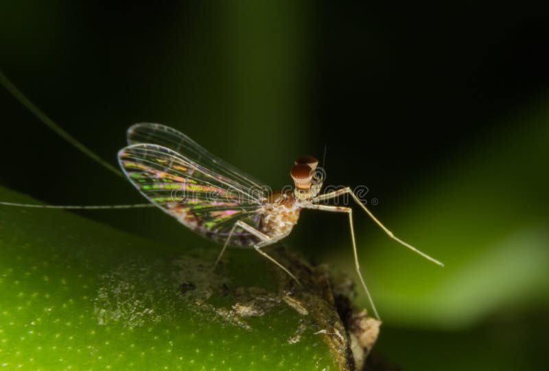 Mayfly Super Macro stock photo. Image of close, thailand - 55465582