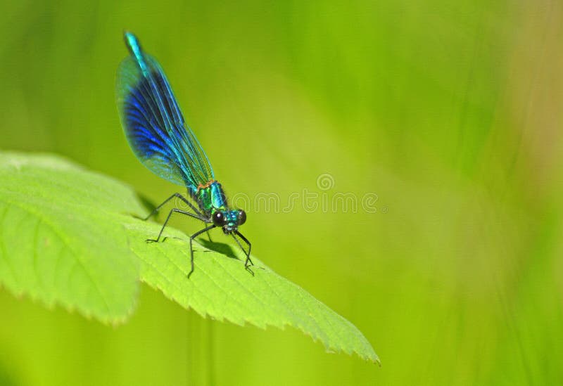 Mayfly, Textured Conceptual Image Stock Photo - Image of concrete ...