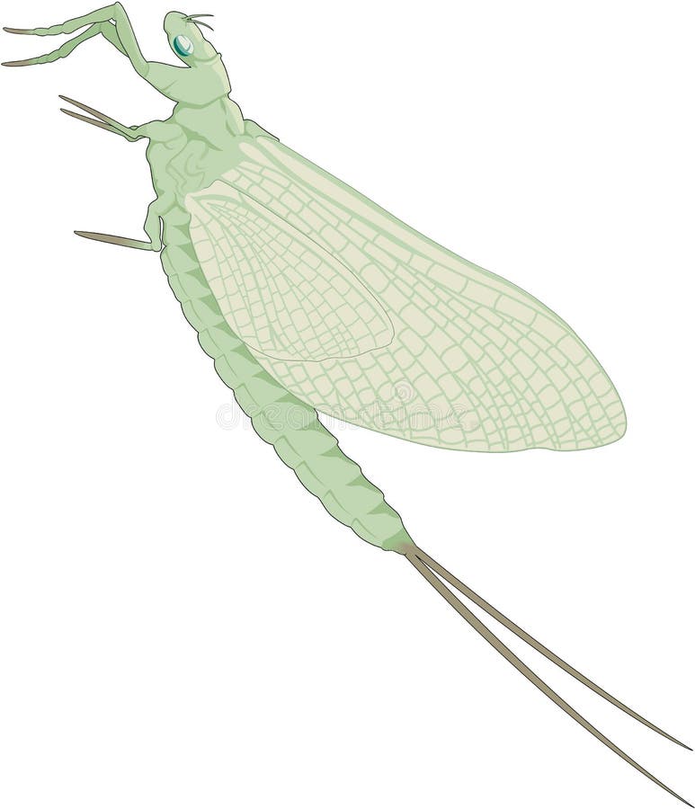 Mayfly Insect Fly Fishing Portrait Stock Illustration - Illustration of ...
