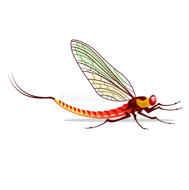 Mayfly Stock Illustrations – 250 Mayfly Stock Illustrations, Vectors ...
