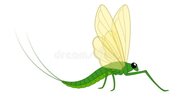 Mayfly Vector Insect stock vector. Illustration of invertebrate - 94291773