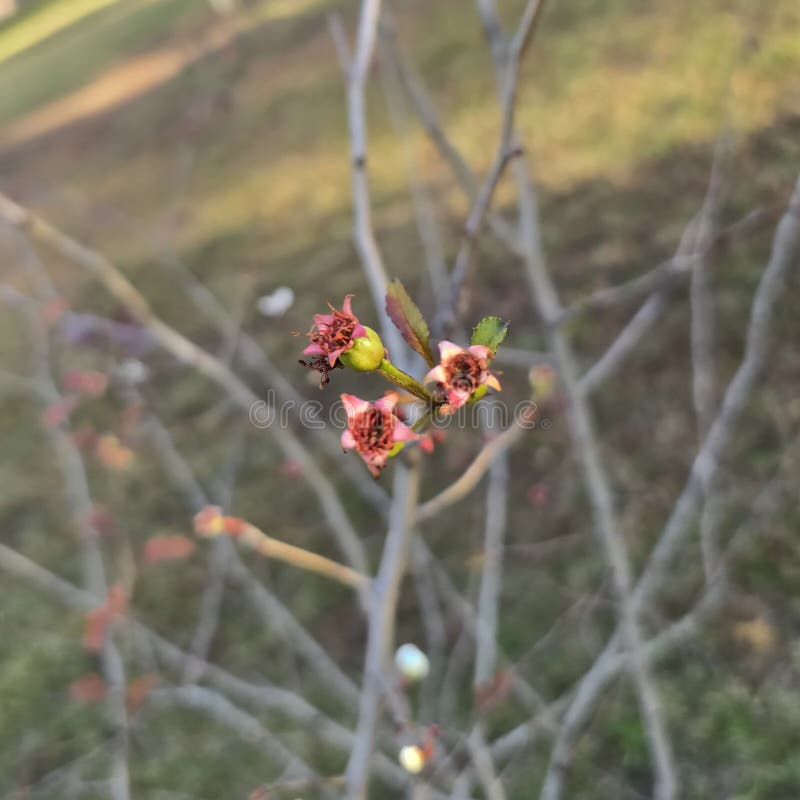 Mayhaw Tree is in Bloom Very Early in the Spring Stock Photo - Image of ...