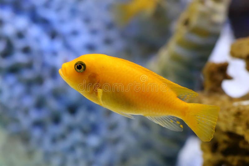 Morph Zebra Mbuna Pseudotropheus Zebra Aquarium Fish Stock Photos ...