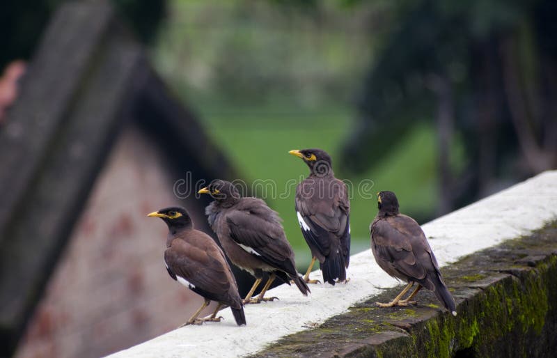 Mayna bird pair stock photo. Image of bird, brown, moss - 99652780