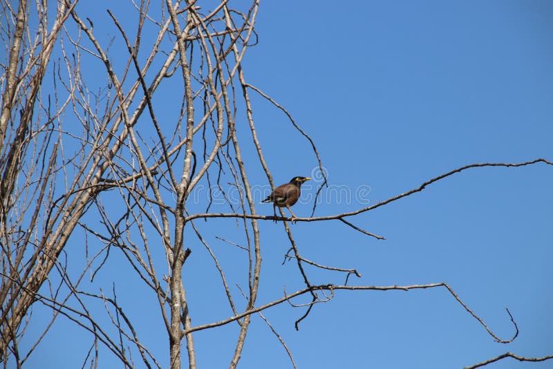A mayna on a tree branch stock photo. Image of bird - 117887984