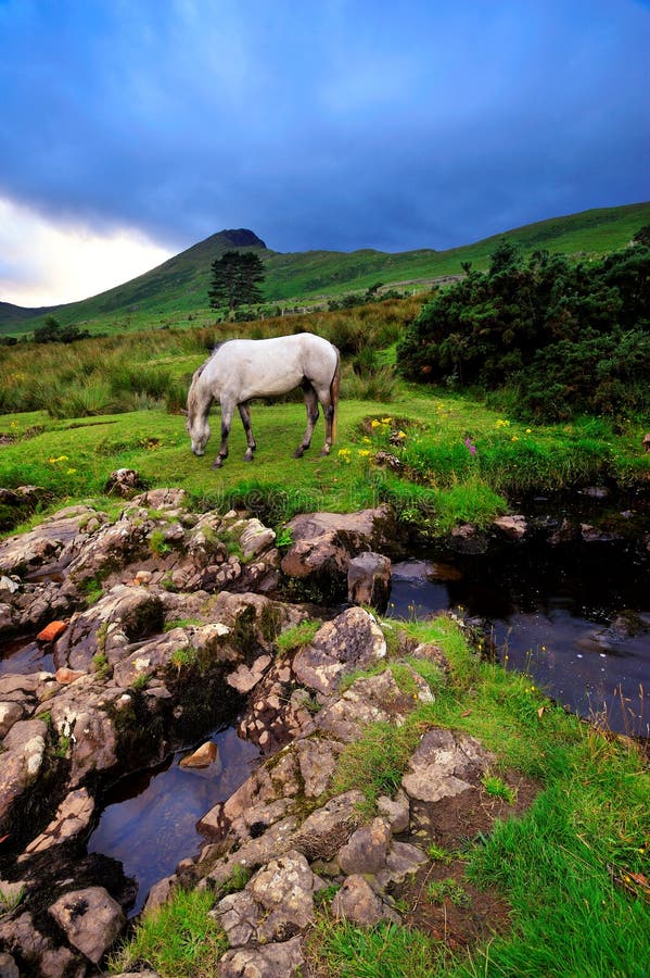 Mayo Landscape stock image. Image of grazing, rural, landscape - 6119323