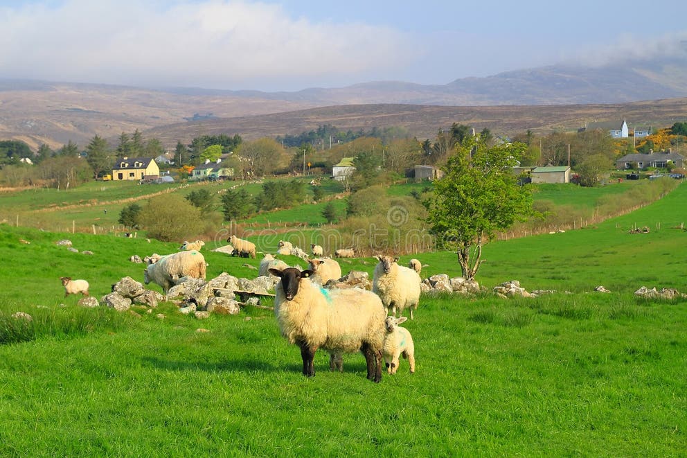 Mayo mountains sheep stock image. Image of hill, pasture - 21339487