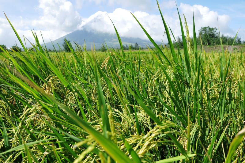 Mayon volcano rice fields stock image. Image of food - 19012677