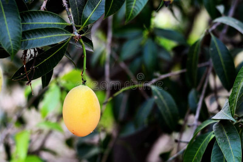 663 Mayongchid Maprang Marian Plum Tree Stock Photos - Free & Royalty ...